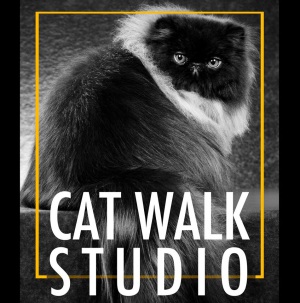 Cat Walk Studio | Cat Hotel | Pet Shop | Cat Grooming Food Melaka